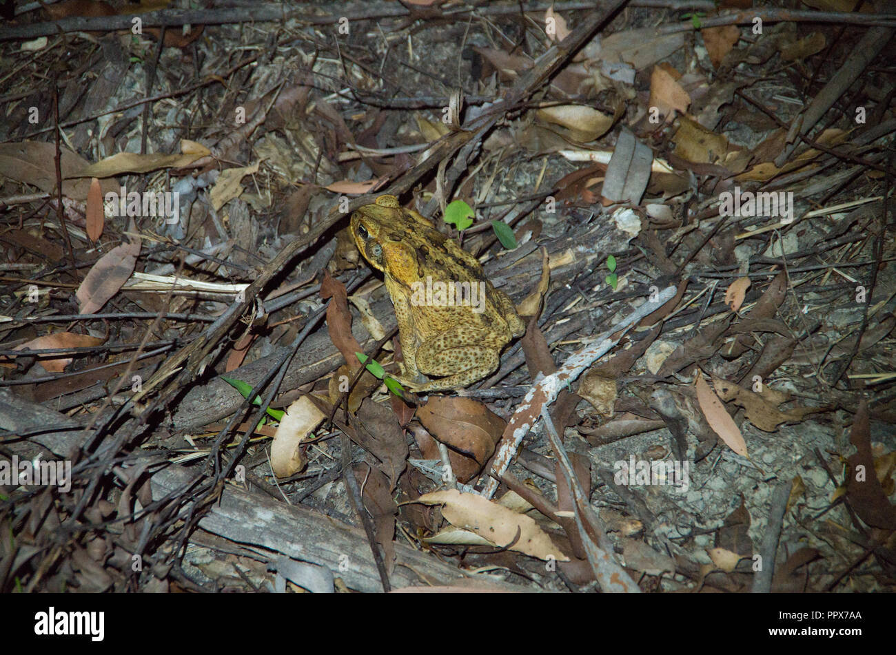 Cane Toad at Night in the sunshine coast hinterland Stock Photo - Alamy