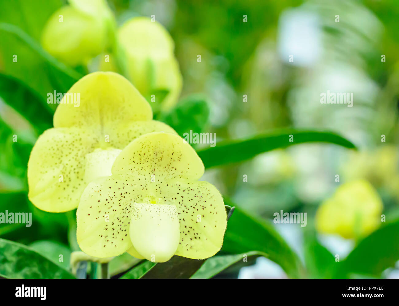 Paphiopedilum, often called the Venus slipper, is a genus of the Lady ...