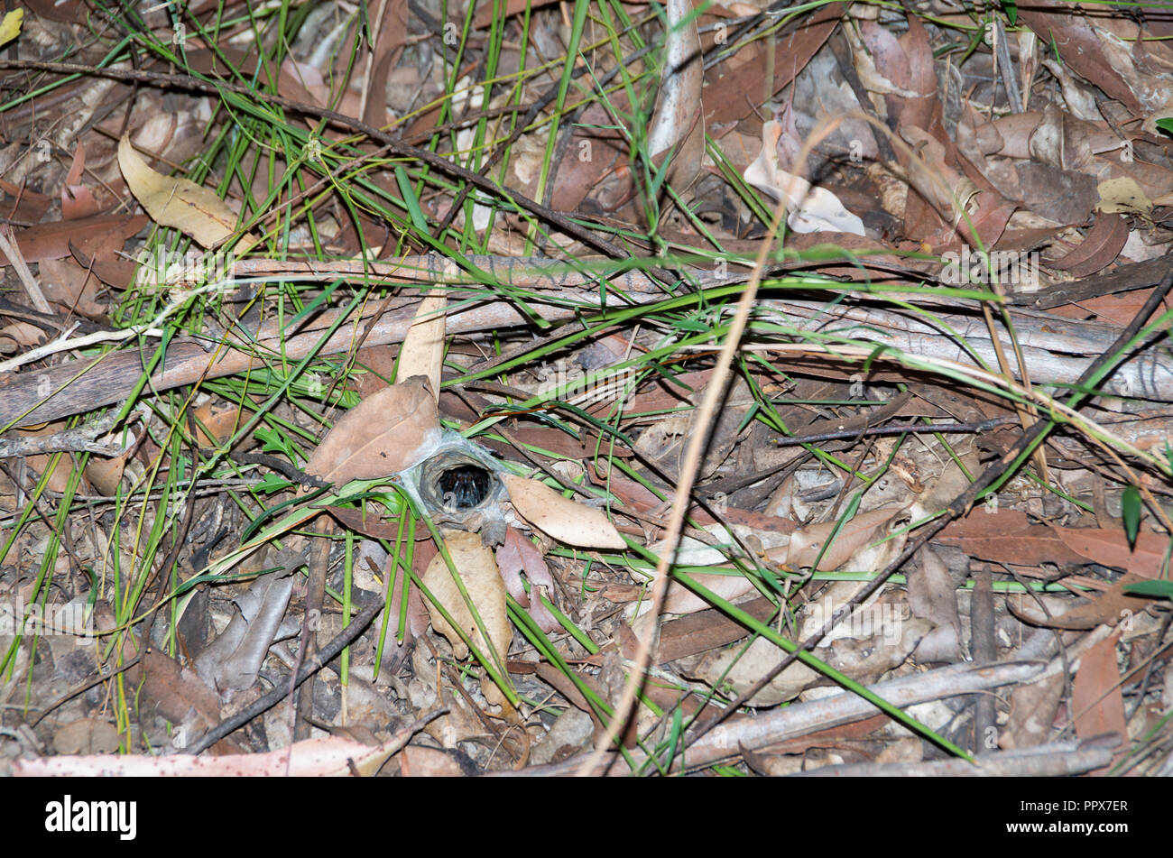 Australian trap door spider hi-res stock photography and images - Alamy