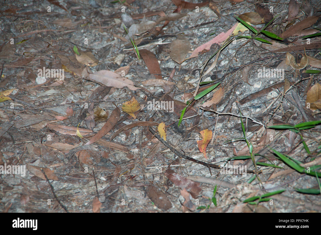 Leaf litter at night in the australian bush Stock Photo - Alamy