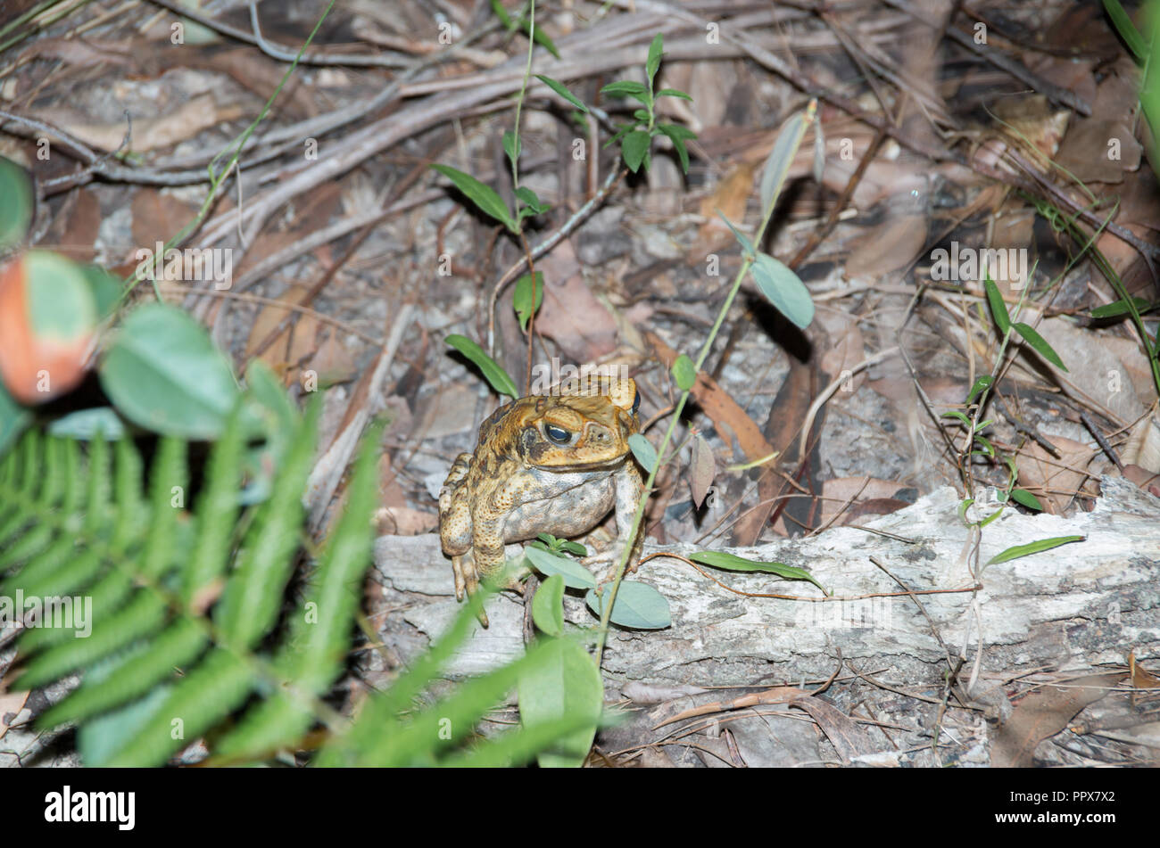 Cane Toad at Night in the sunshine coast hinterland Stock Photo - Alamy
