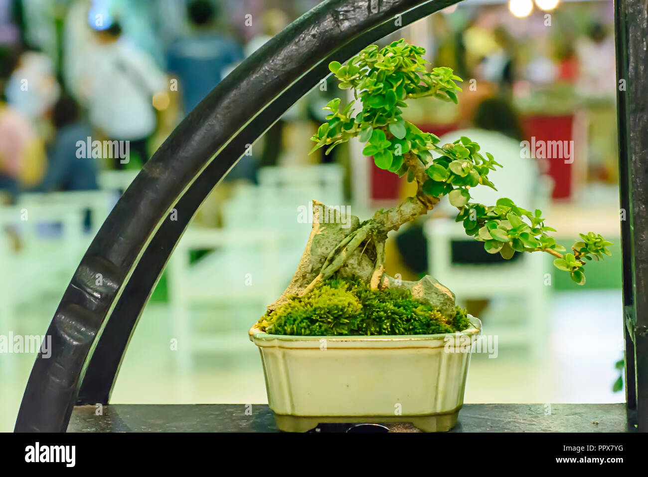 Small tree, cultivated with thai technique of bonsai Stock Photo - Alamy