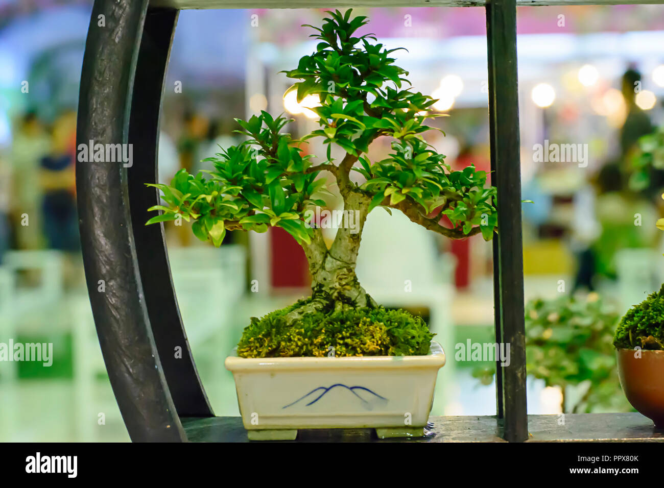 Small tree, cultivated with thai technique of bonsai Stock Photo - Alamy
