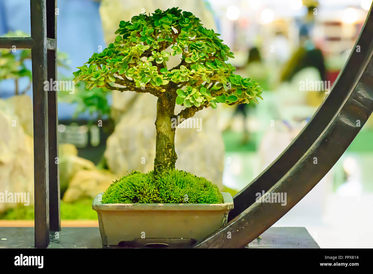 Small tree cultivated thai hi-res stock photography and images - Alamy