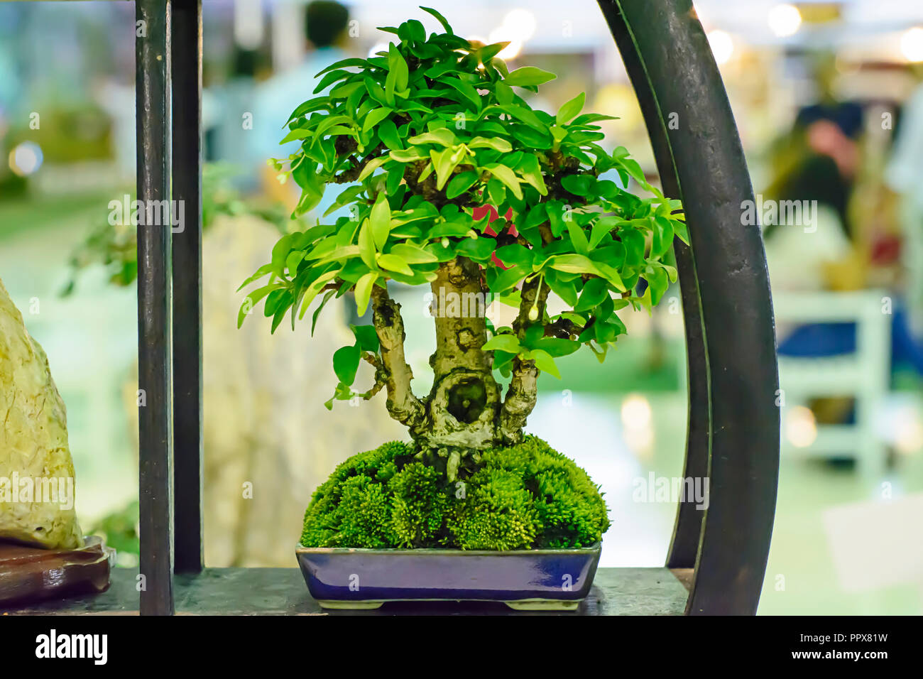 Small tree, cultivated with thai technique of bonsai Stock Photo - Alamy