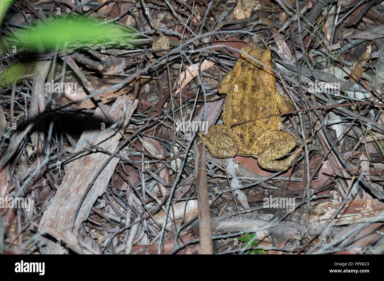 Cane Toad at Night in the sunshine coast hinterland Stock Photo - Alamy