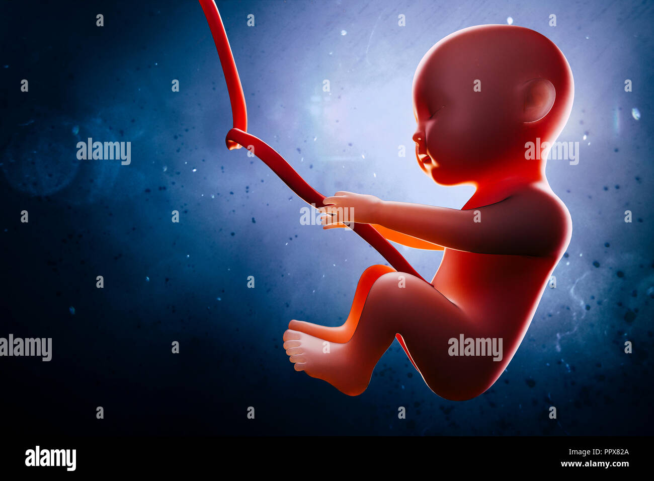 3d ultrasound embryo hi-res stock photography and images - Alamy