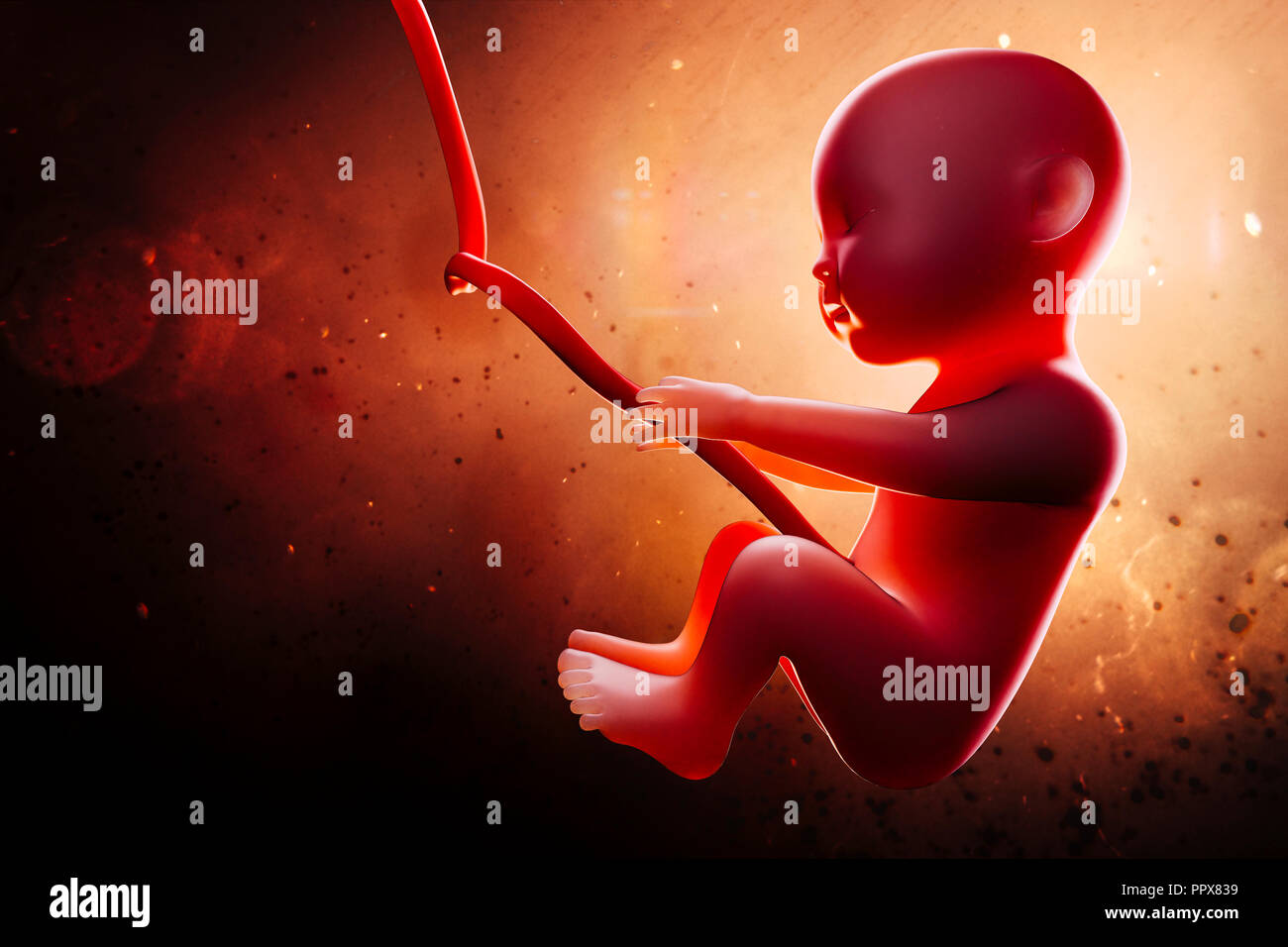 3d human fetus inside the womb Stock Photo - Alamy