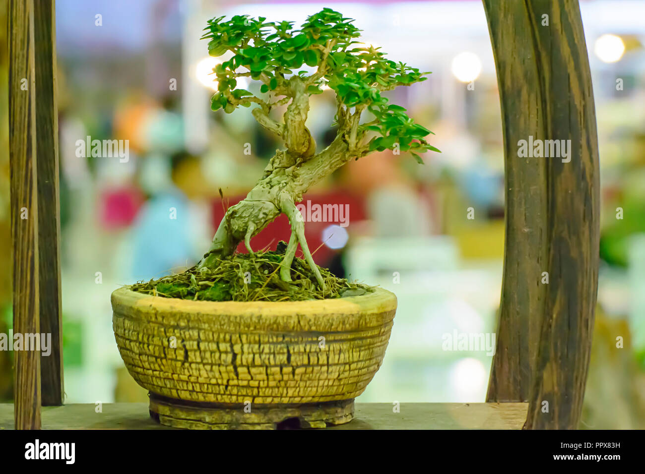 Small tree, cultivated with thai technique of bonsai Stock Photo - Alamy