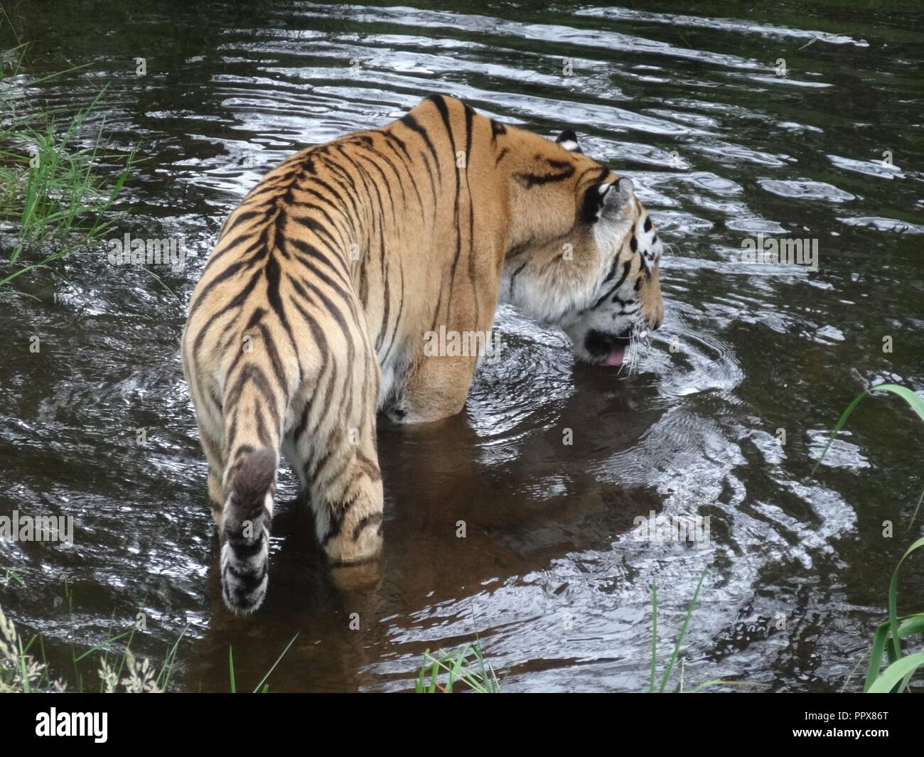 Siberian tiger park hi-res stock photography and images - Alamy