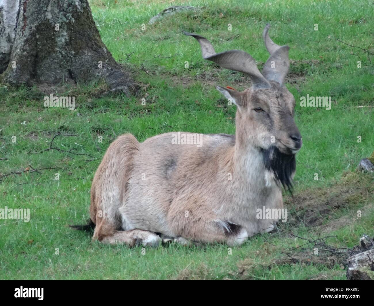 Markhor Zoo High Resolution Stock Photography and Images - Alamy