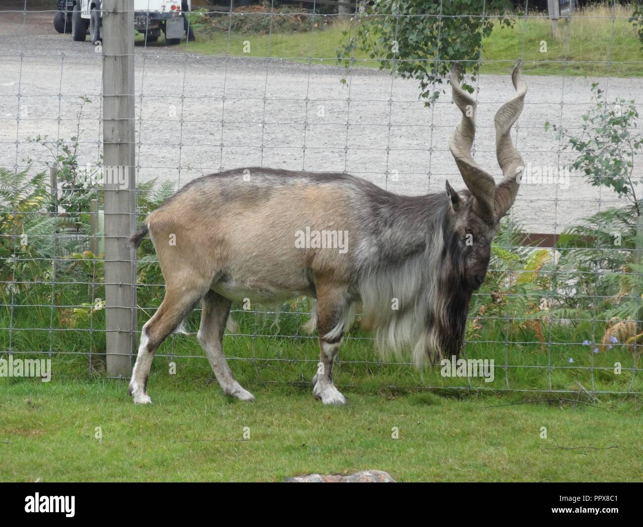 Markhor zoo hi-res stock photography and images - Alamy