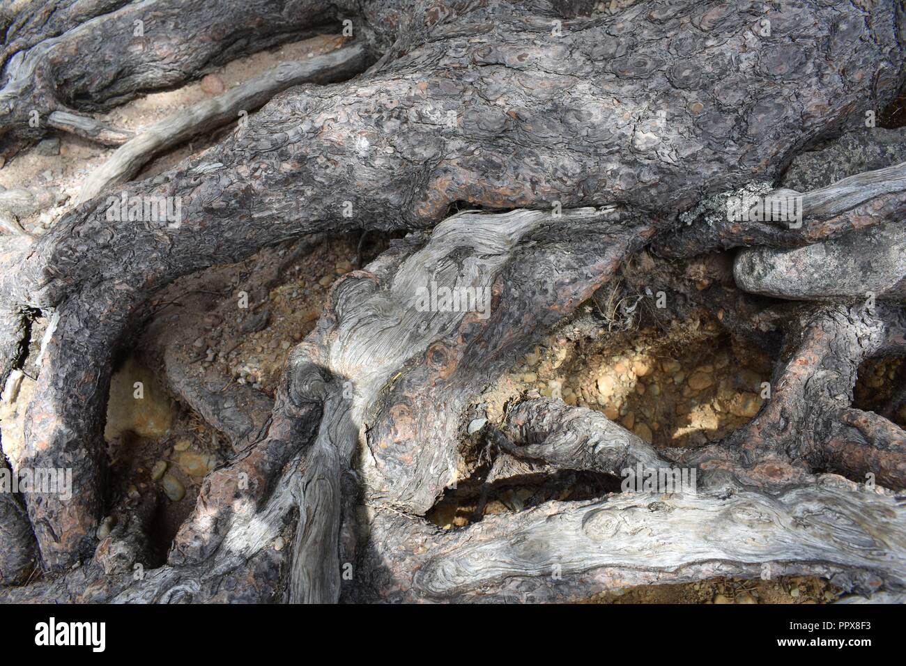 Twisting tree roots hi-res stock photography and images - Alamy