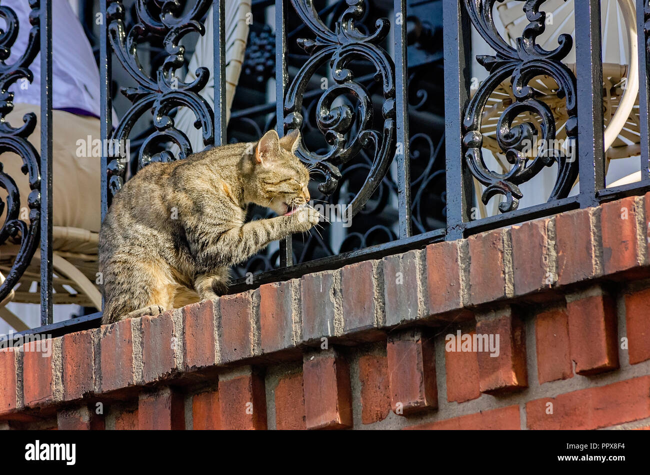 A cat washes its face by a wrought iron fence, Nov. 15, 2015, in the ...