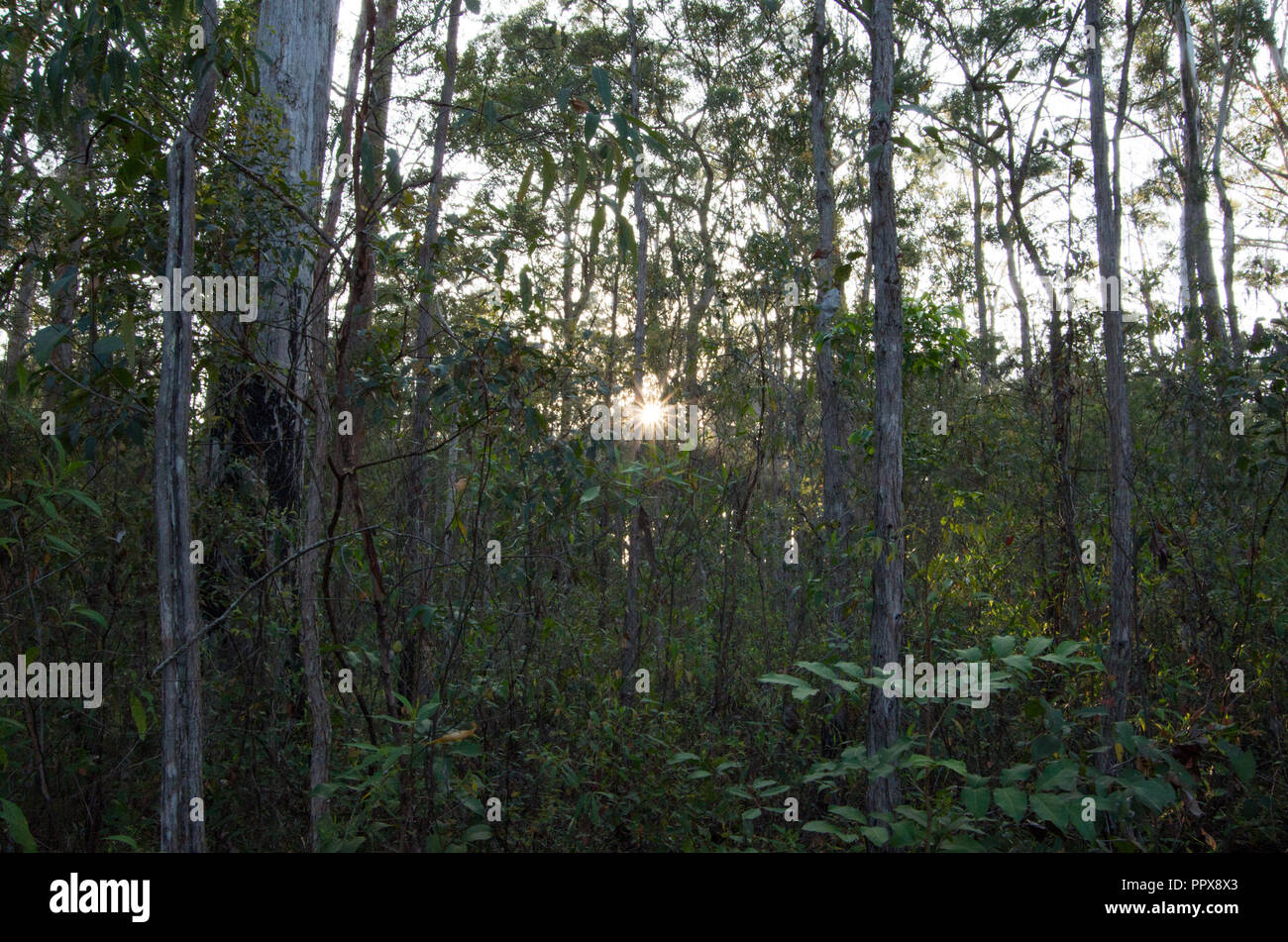 Australian scrub land hi-res stock photography and images - Alamy