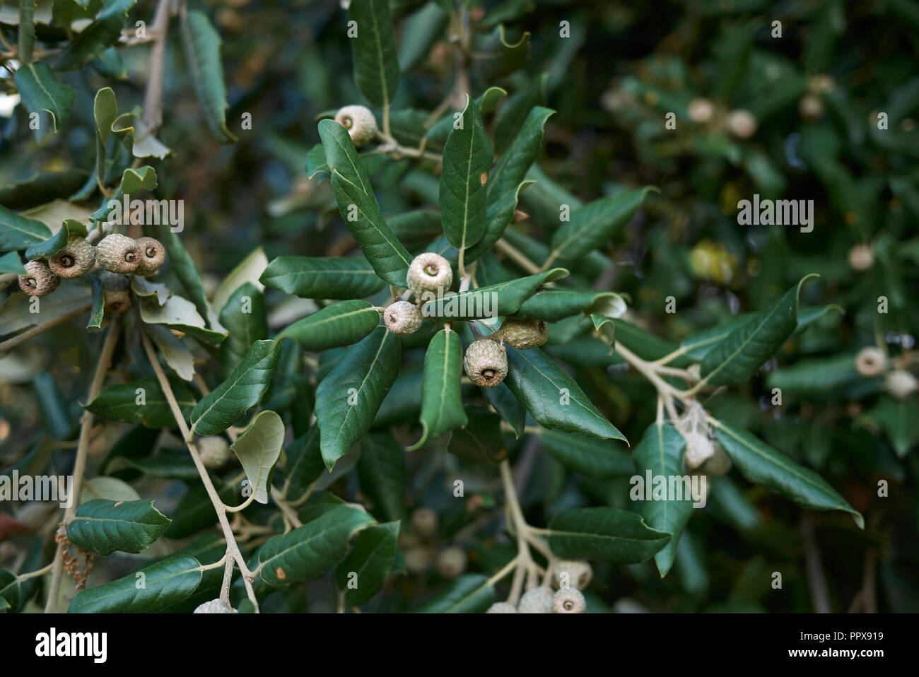 branch of Quercus ilex Stock Photo - Alamy