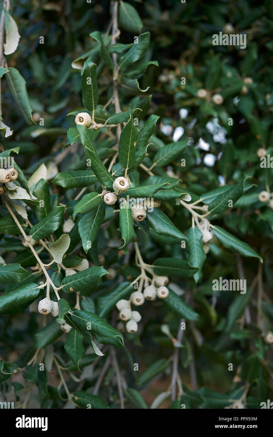 branch of Quercus ilex Stock Photo - Alamy