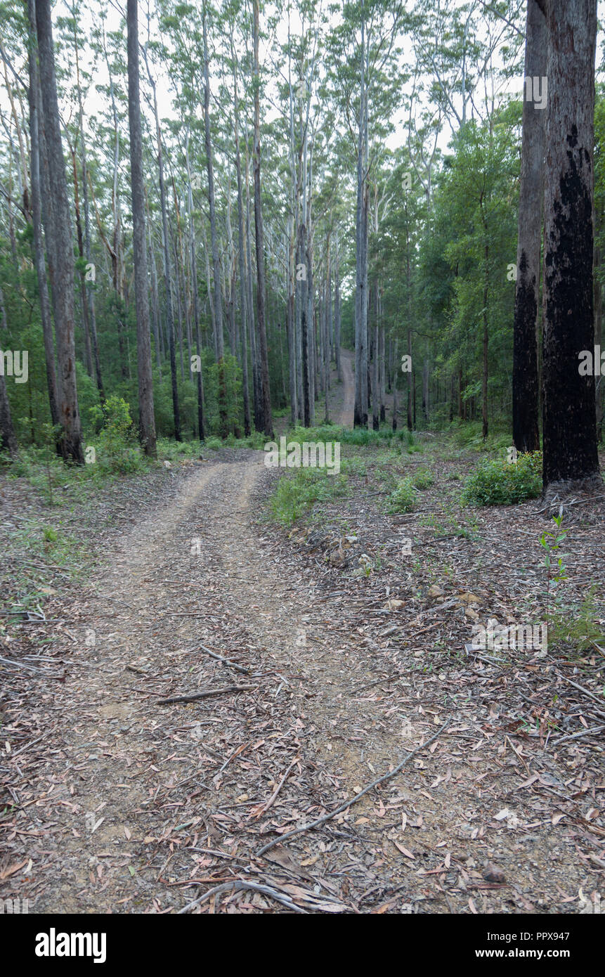 Tall Gum trees lining a road on the way to the ubajee walkers camp ...