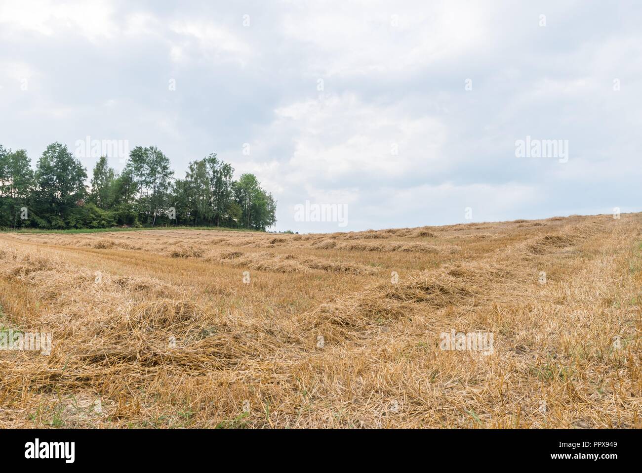 Cereal straw rye in hi-res stock photography and images - Alamy