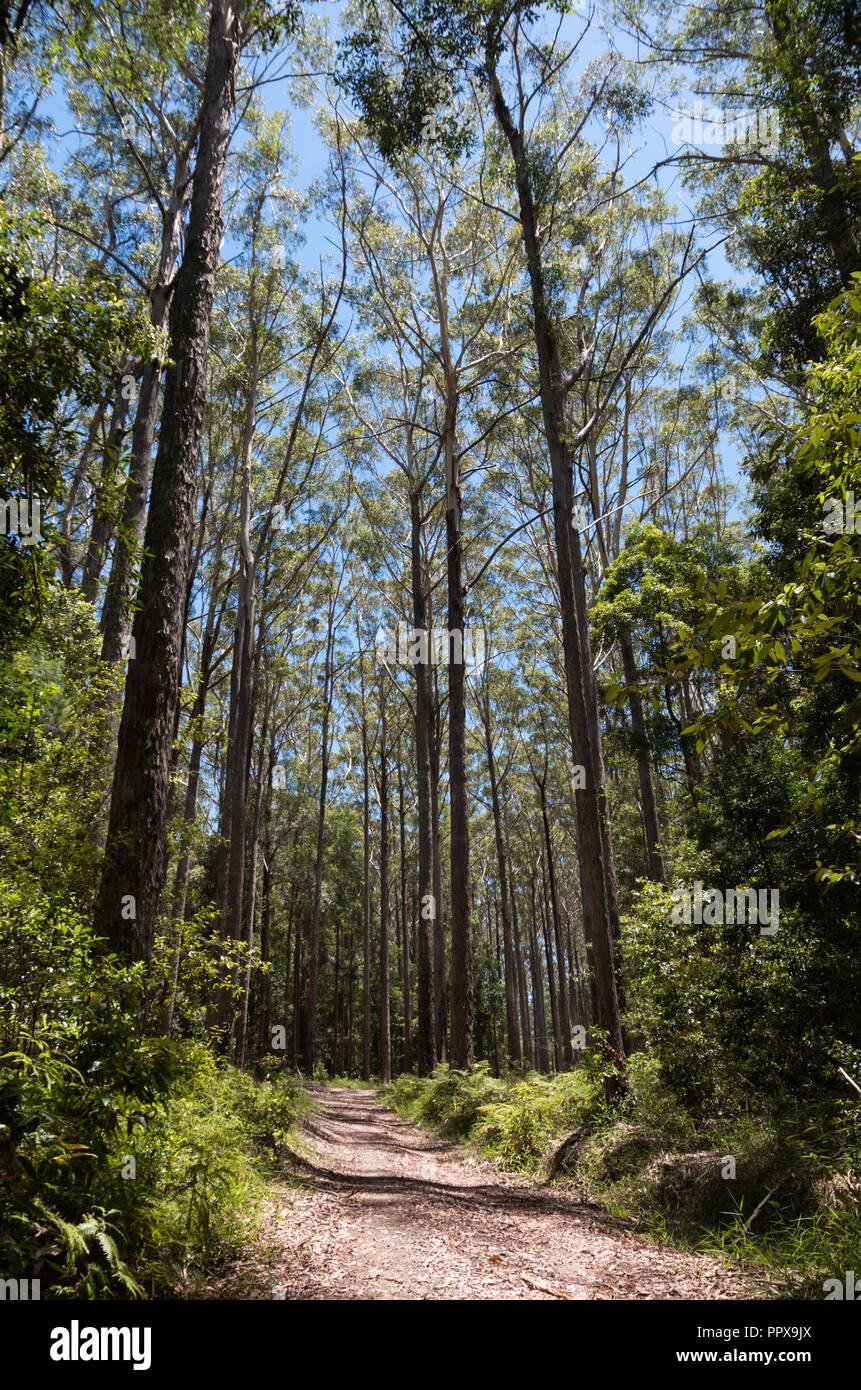 Tall Gum trees lining a road on the track to the Ubajee walkers camp ...