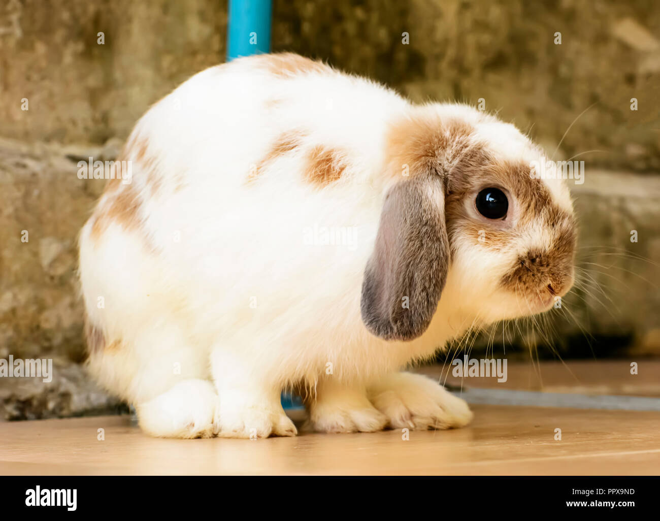 Rabbits are small mammals. Bunny is a colloquial name for a rabbit ...