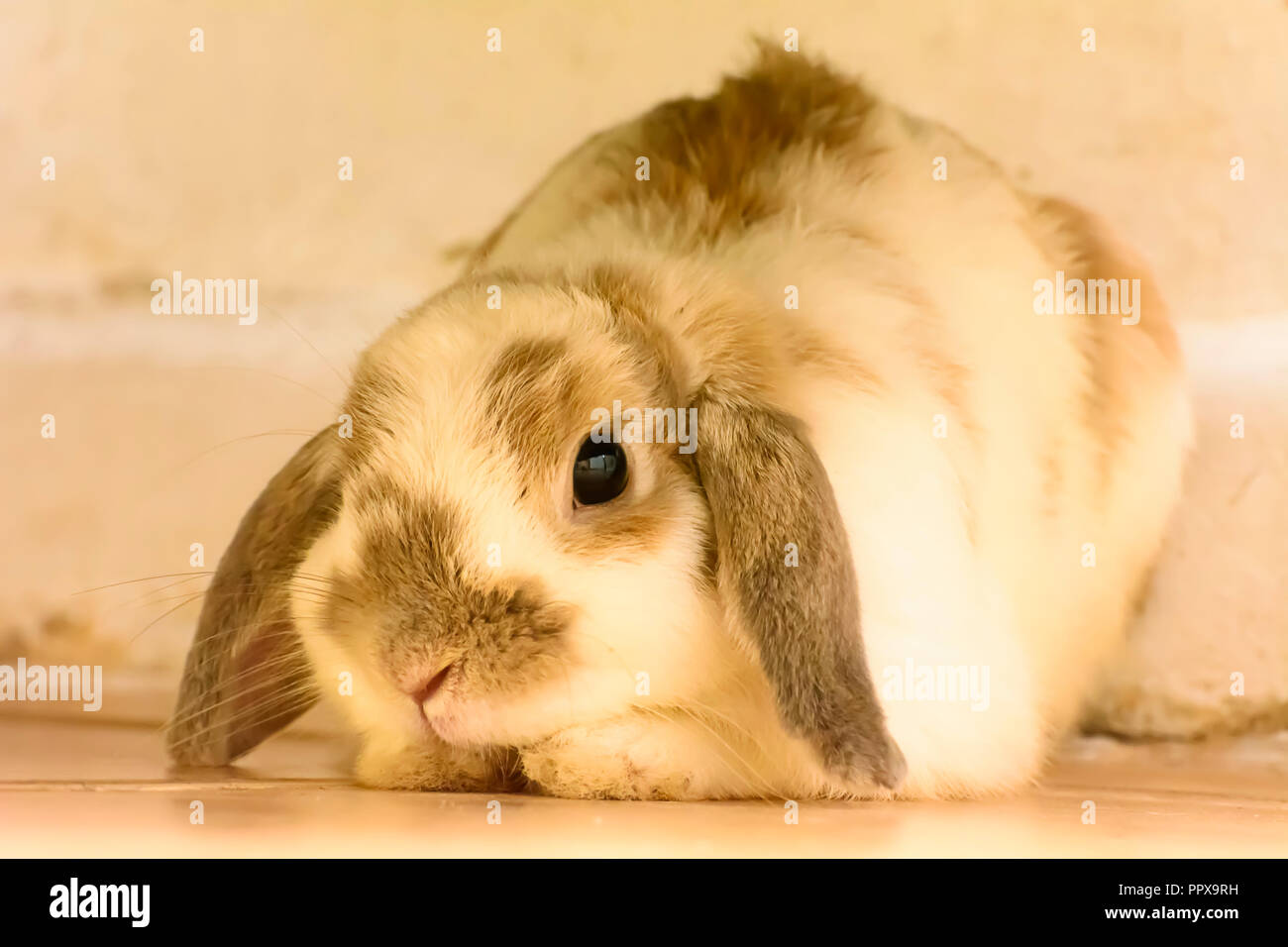 Rabbits are small mammals. Bunny is a colloquial name for a rabbit ...