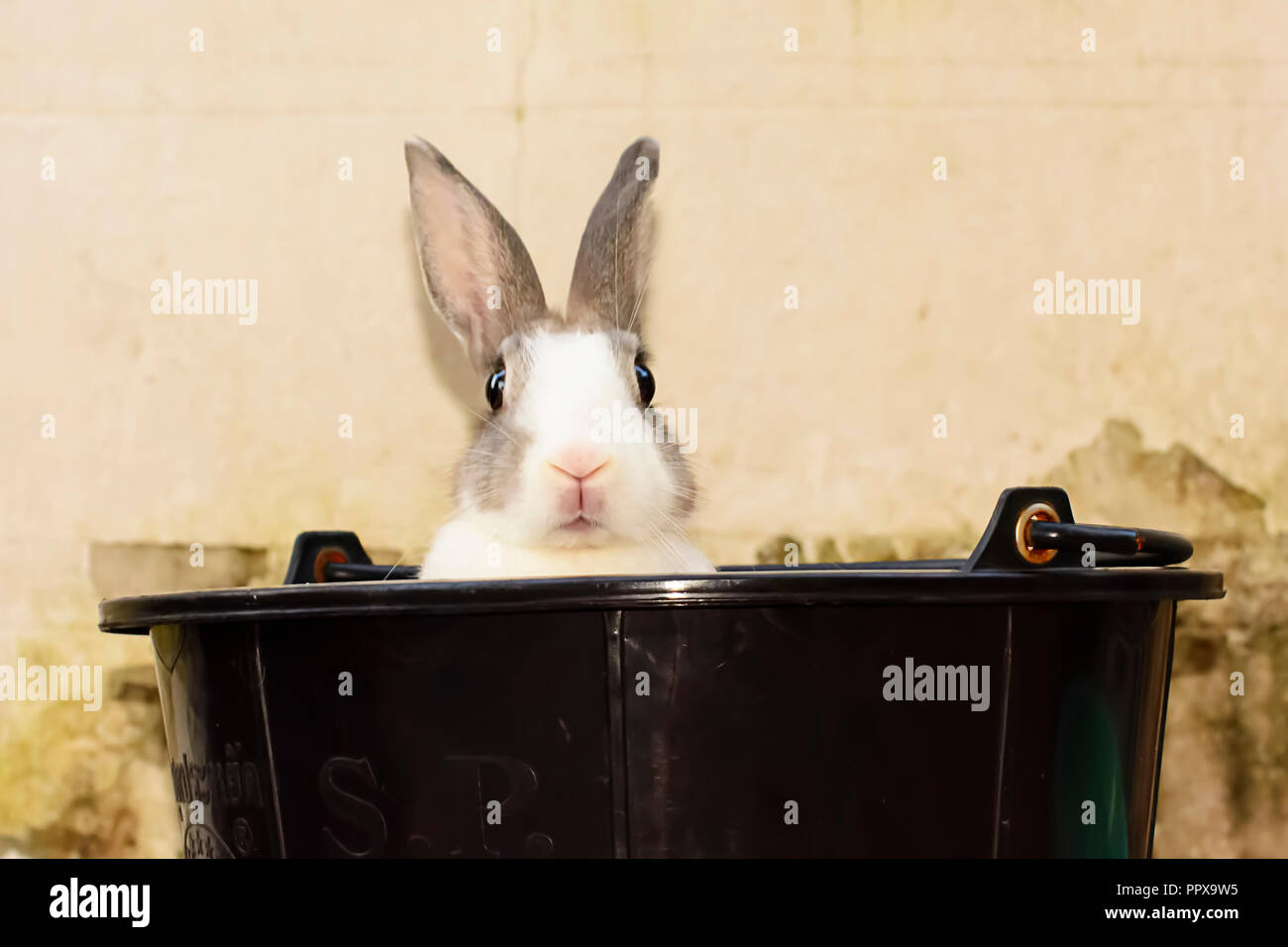 Rabbits are small mammals. Bunny is a colloquial name for a rabbit ...