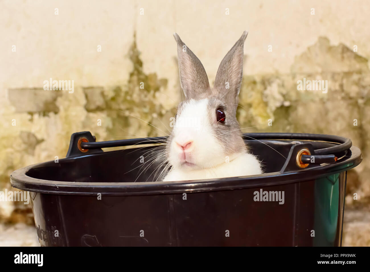 Rabbits are small mammals. Bunny is a colloquial name for a rabbit ...