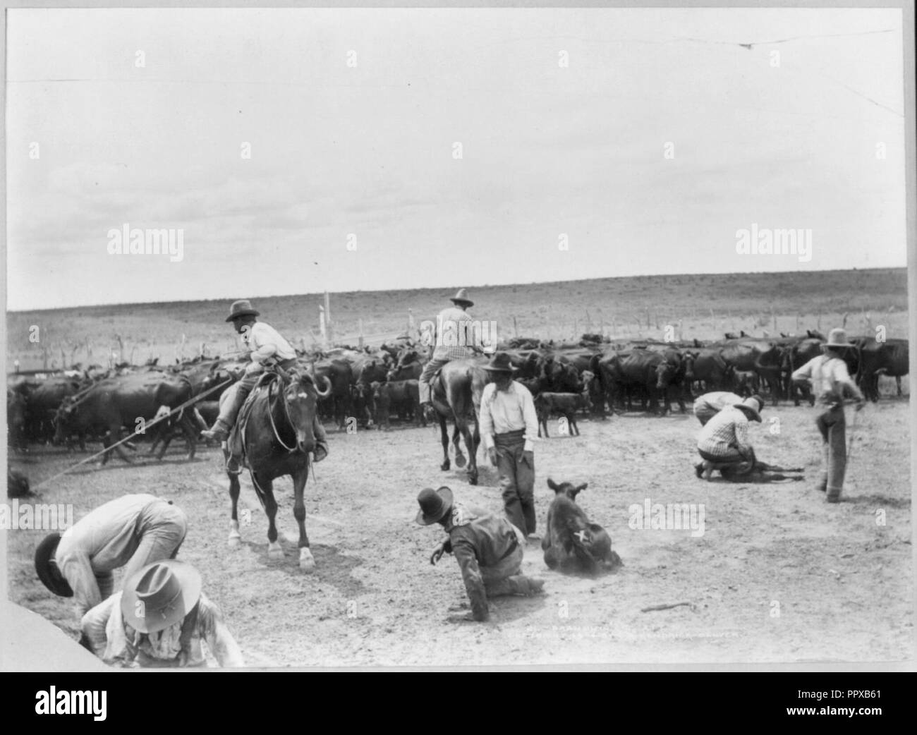 Branding on the XIT Stock Photo - Alamy