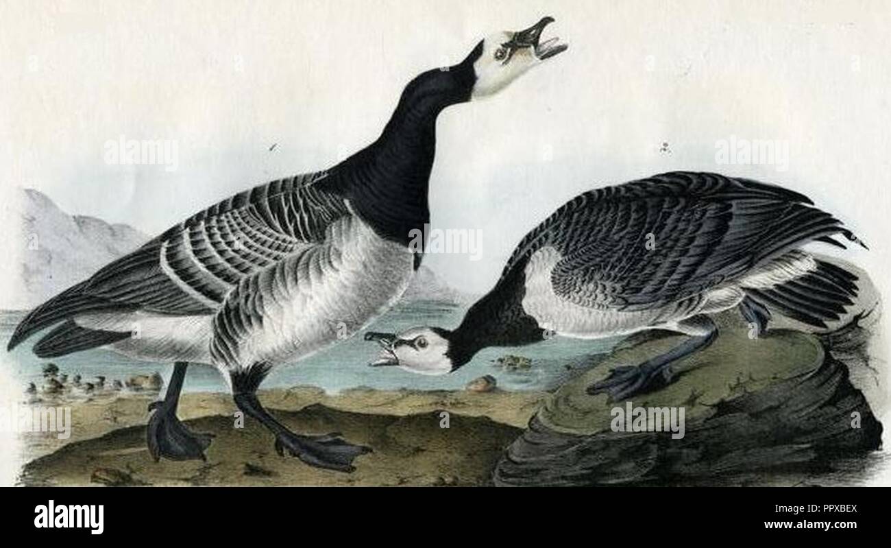 Branta leucopsis (Aodubon Stock Photo - Alamy