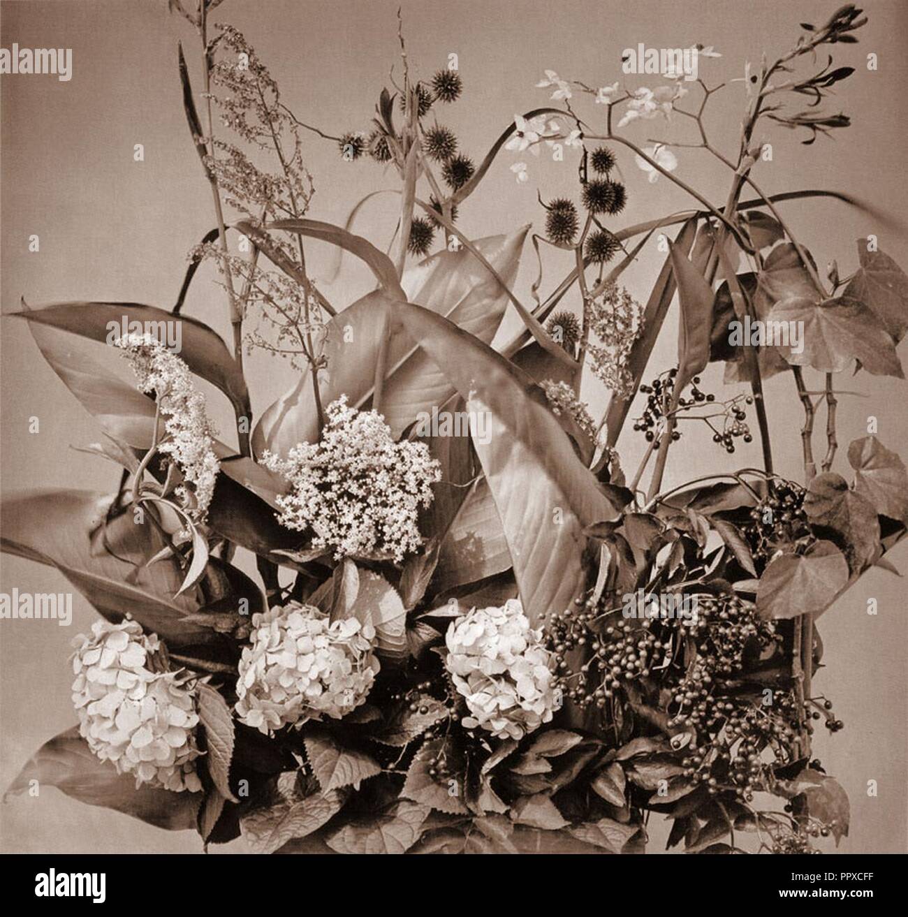 Brauna hi-res stock photography and images - Alamy