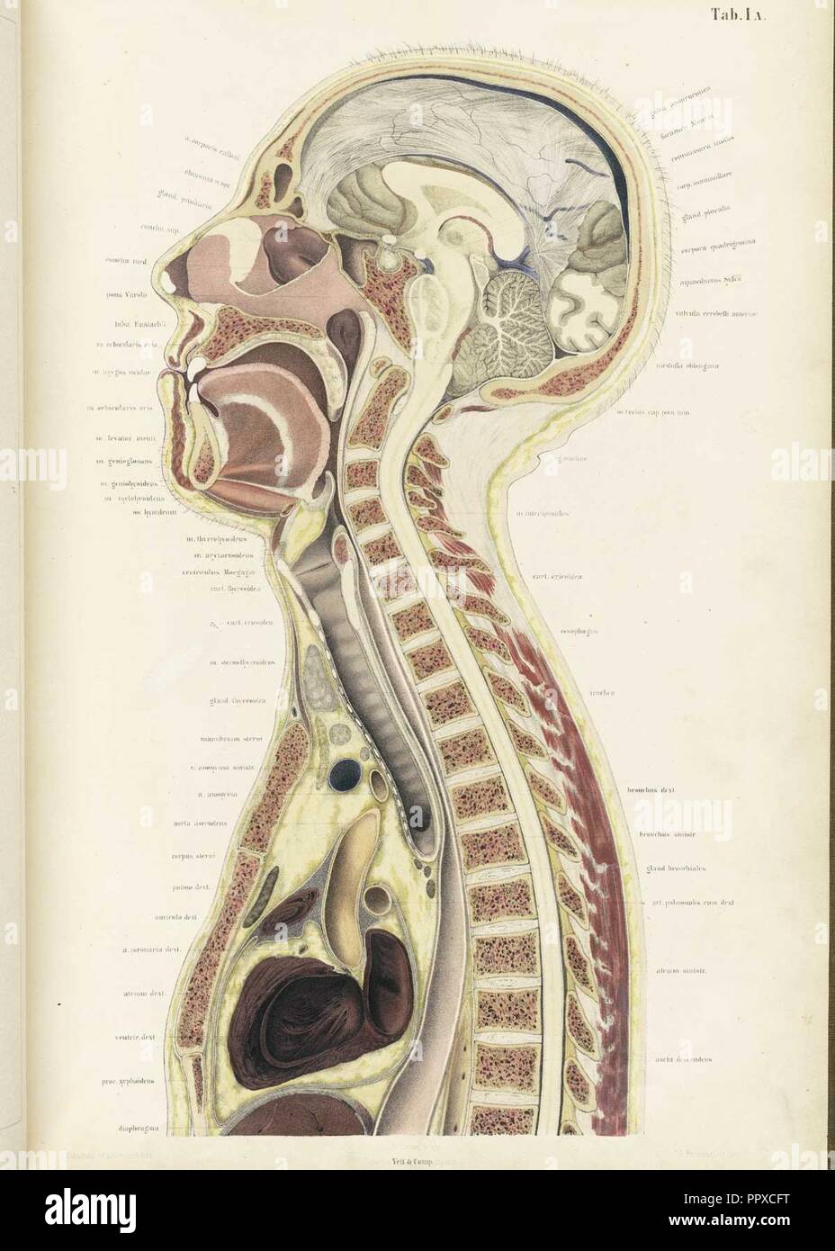 Anatomischer atlas hi-res stock photography and images - Alamy