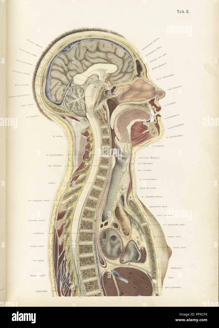 Anatomischer atlas hi-res stock photography and images - Alamy