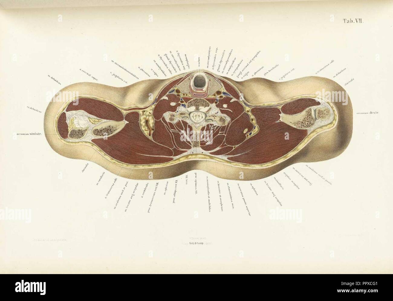 Anatomischer atlas hi-res stock photography and images - Alamy