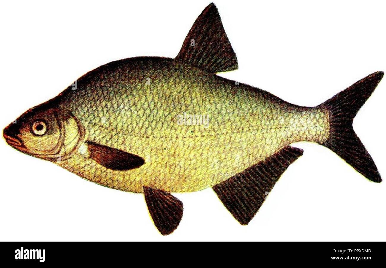 Braxen, Iduns kokbok Stock Photo - Alamy