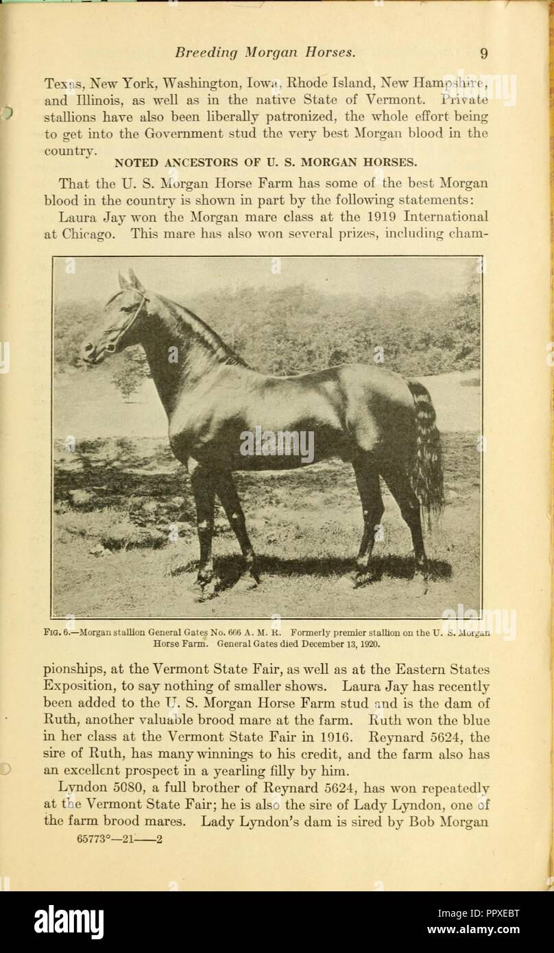 Morgan horse history hi-res stock photography and images - Alamy