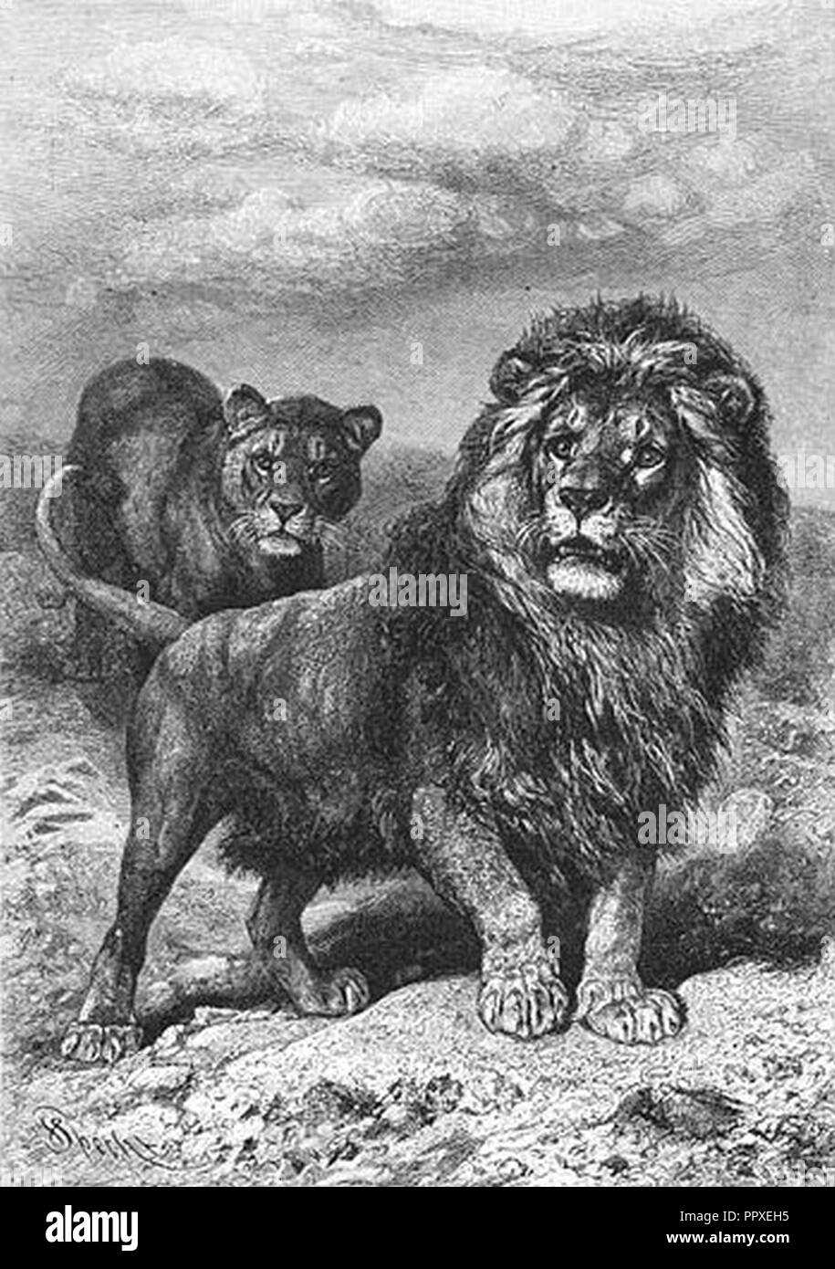 Felis leo capensis Black and White Stock Photos & Images - Alamy