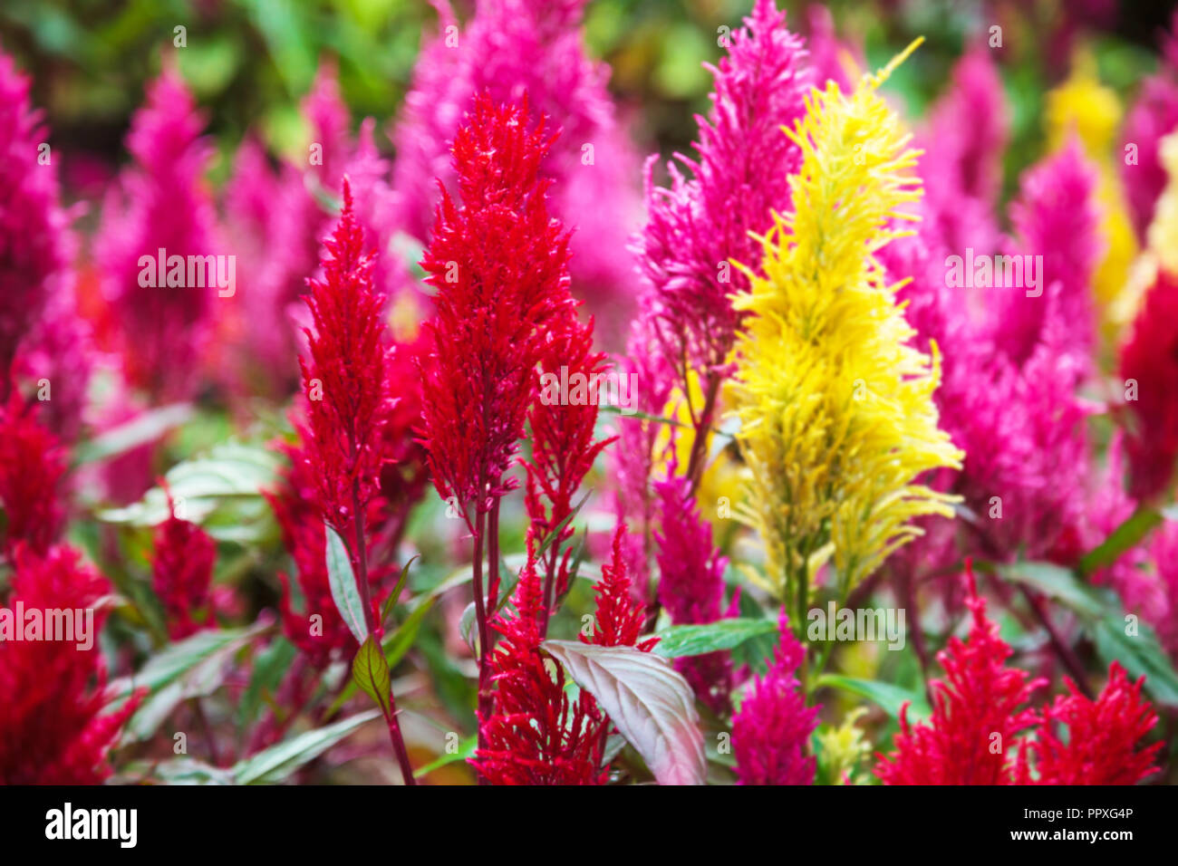 varieties of colorful Celosia Plumosa flower, commonly known as the plumed cockscomb or silver ...