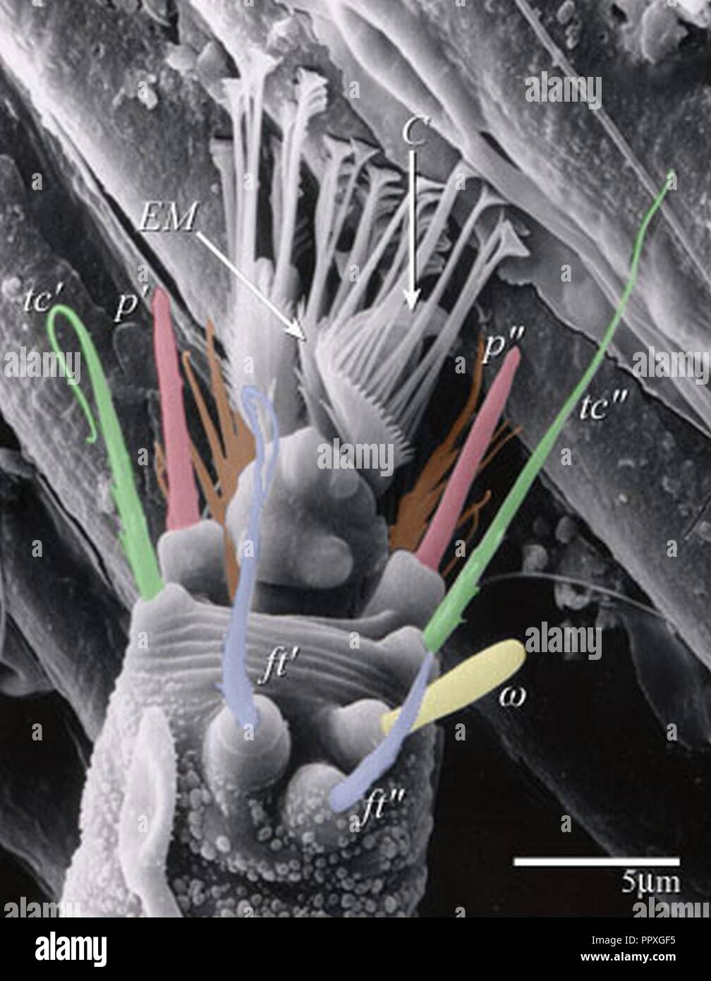 Phoenicis hi-res stock photography and images - Alamy
