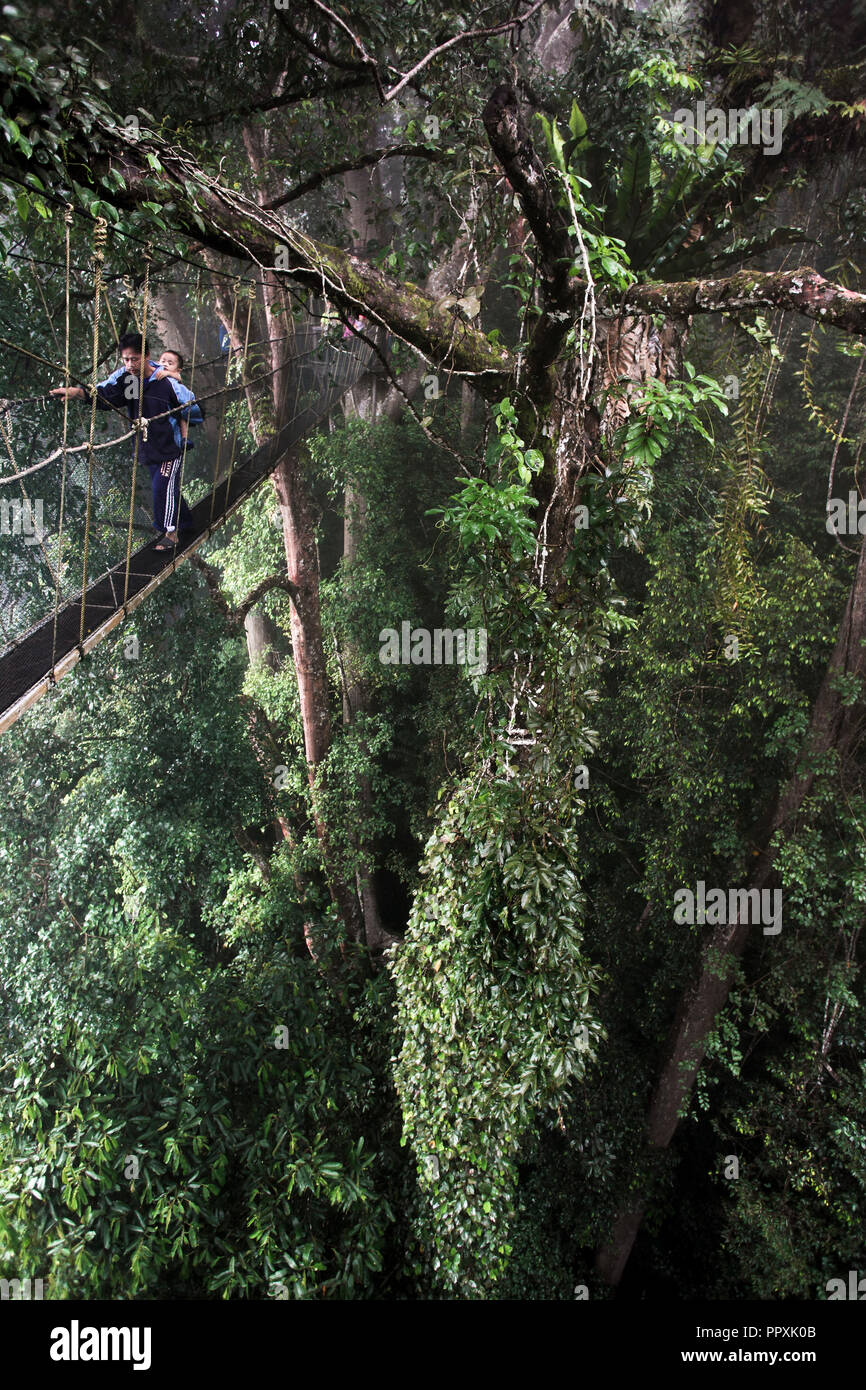 Canopy walk through rain forest in Borneo, Malaysia, Southeast Asia ...