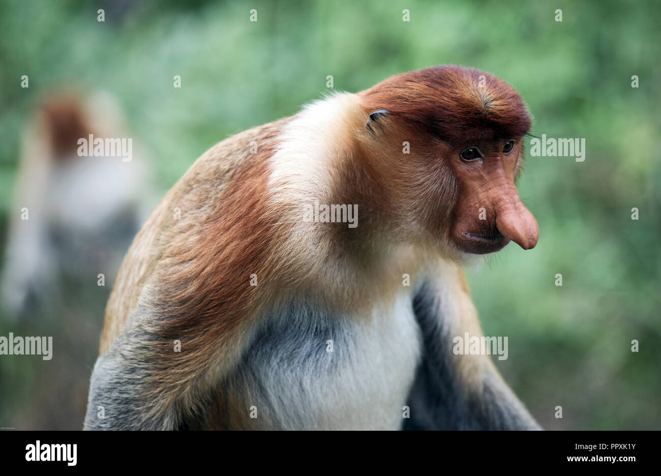Male proboscis monkey in mangrove forest, Borneo, Malaysia Stock Photo ...