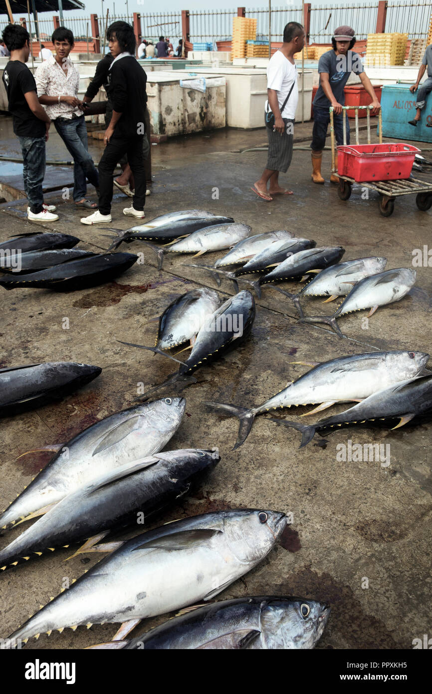 Freshly caught tuna for fish market in Kota Kinabalu, Borneo Stock ...