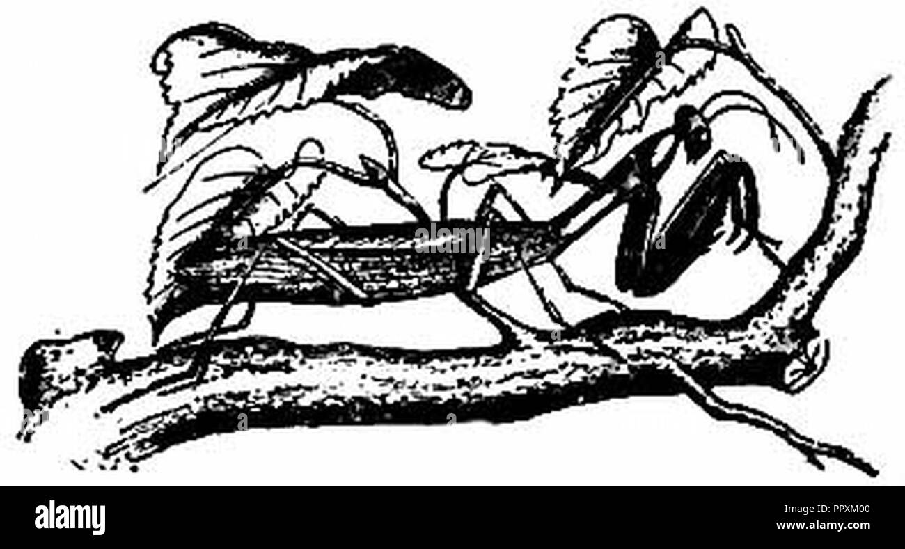 Mantis collection hi-res stock photography and images - Alamy