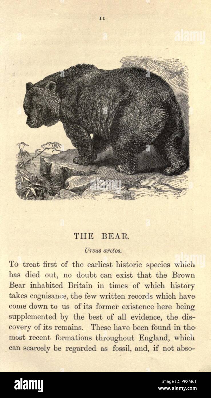 British animals extinct within historic times (Page 11 Stock Photo - Alamy