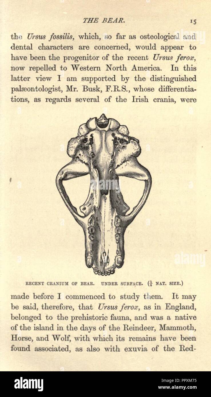 British animals extinct within historic times (Page 15 Stock Photo - Alamy