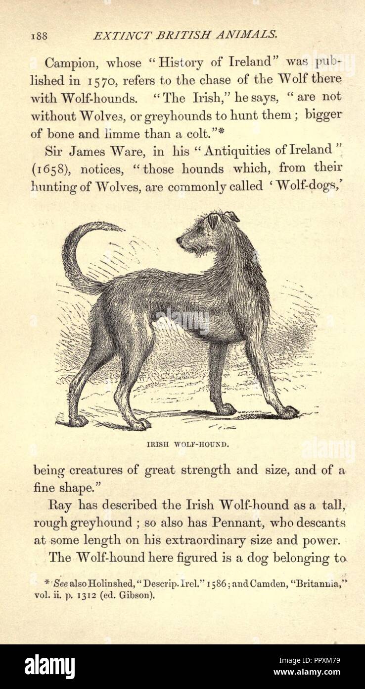 British animals extinct within historic times (Page 188 Stock Photo - Alamy