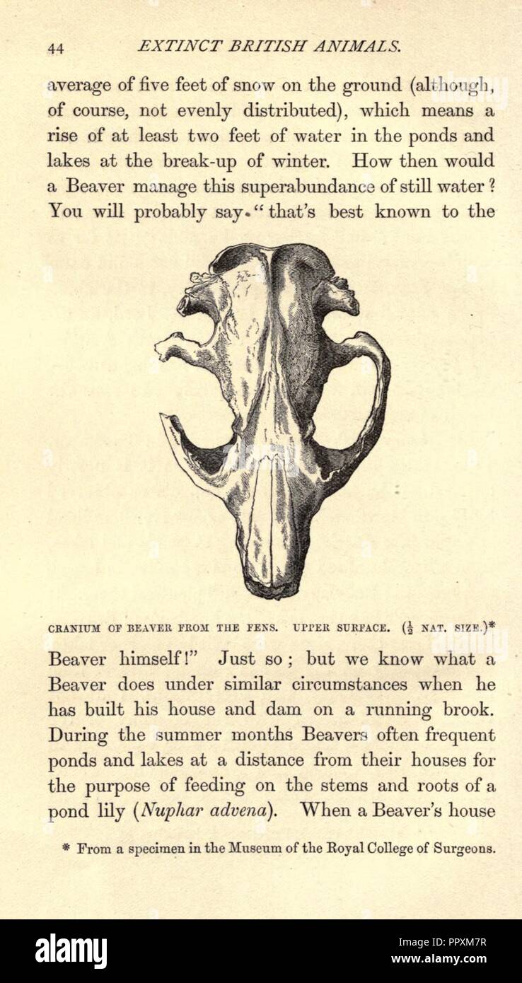 British animals extinct within historic times (Page 44 Stock Photo - Alamy