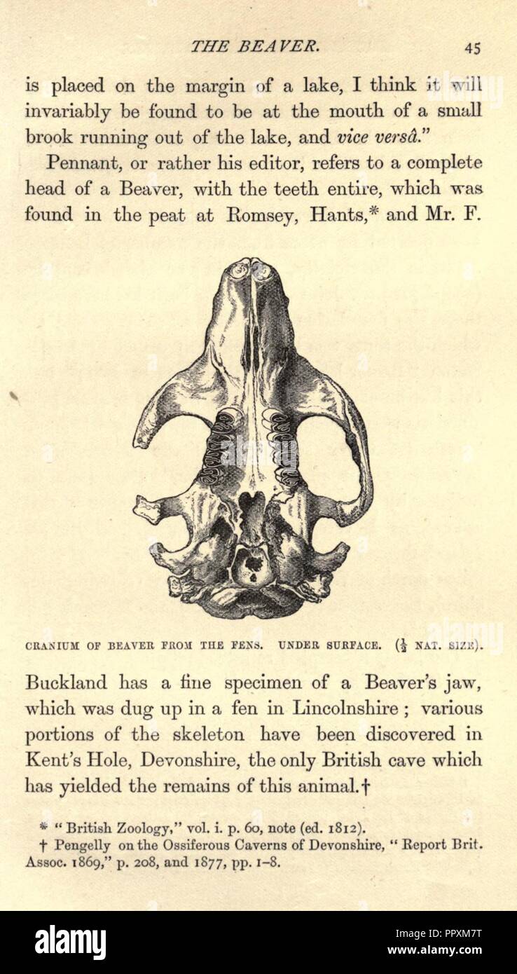 British animals extinct within historic times (Page 45 Stock Photo - Alamy