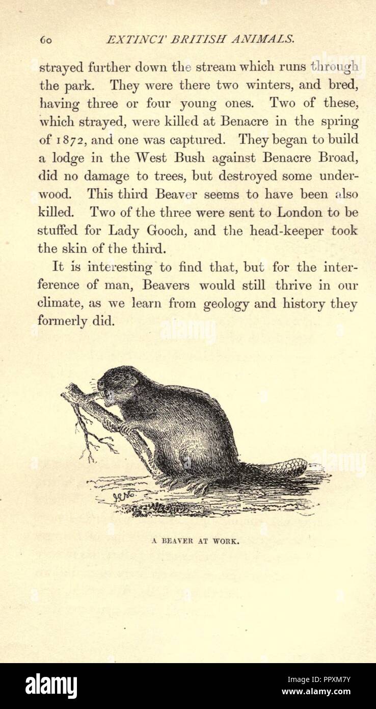 British animals extinct within historic times (Page 60 Stock Photo - Alamy