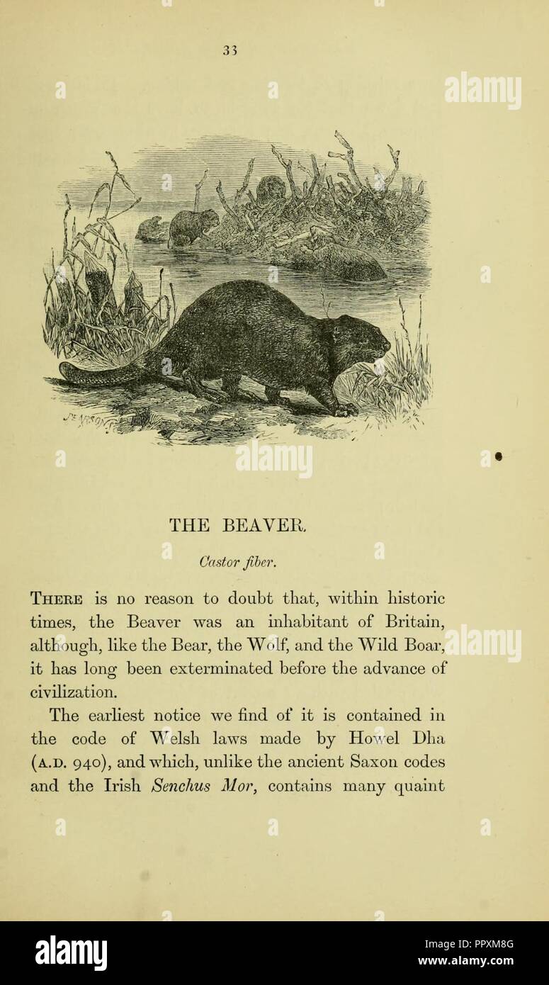 British animals extinct within historic times Stock Photo - Alamy